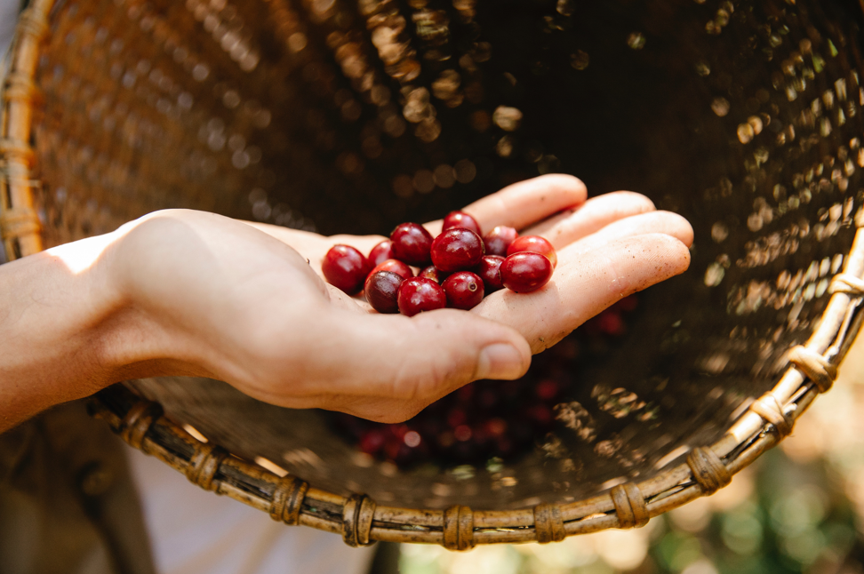 Brazilian Coffee: Story Behind The Cup – Coffee Roasters Asia