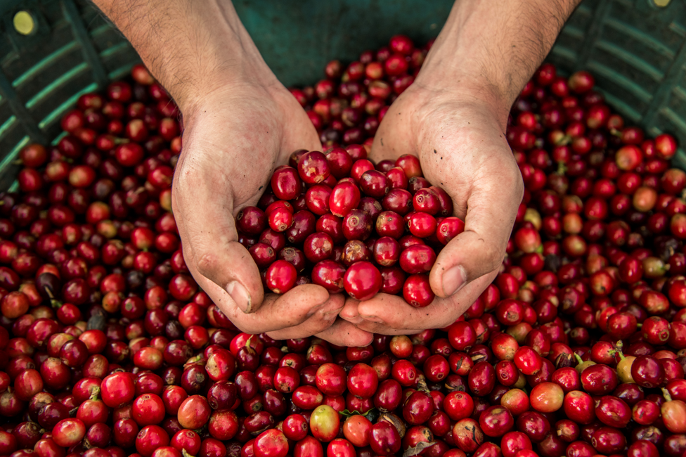 Costa Rica SHB Washed Tarrazu – Coffee Roasters Asia